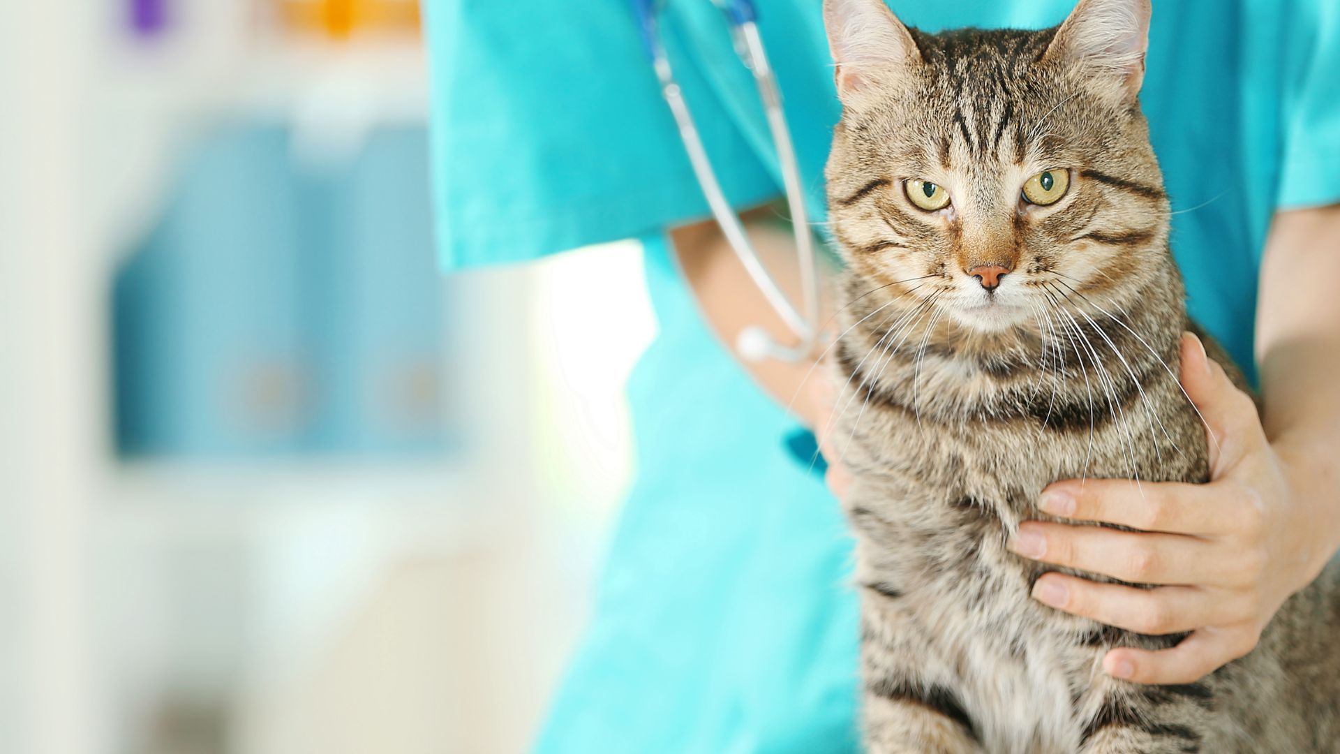 Cesarean Section In Grafton, WI 53024 | Best Friends Veterinary Center