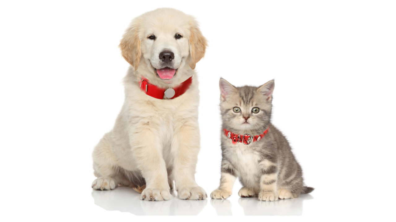Soft Paws | Best Friends Veterinary Center