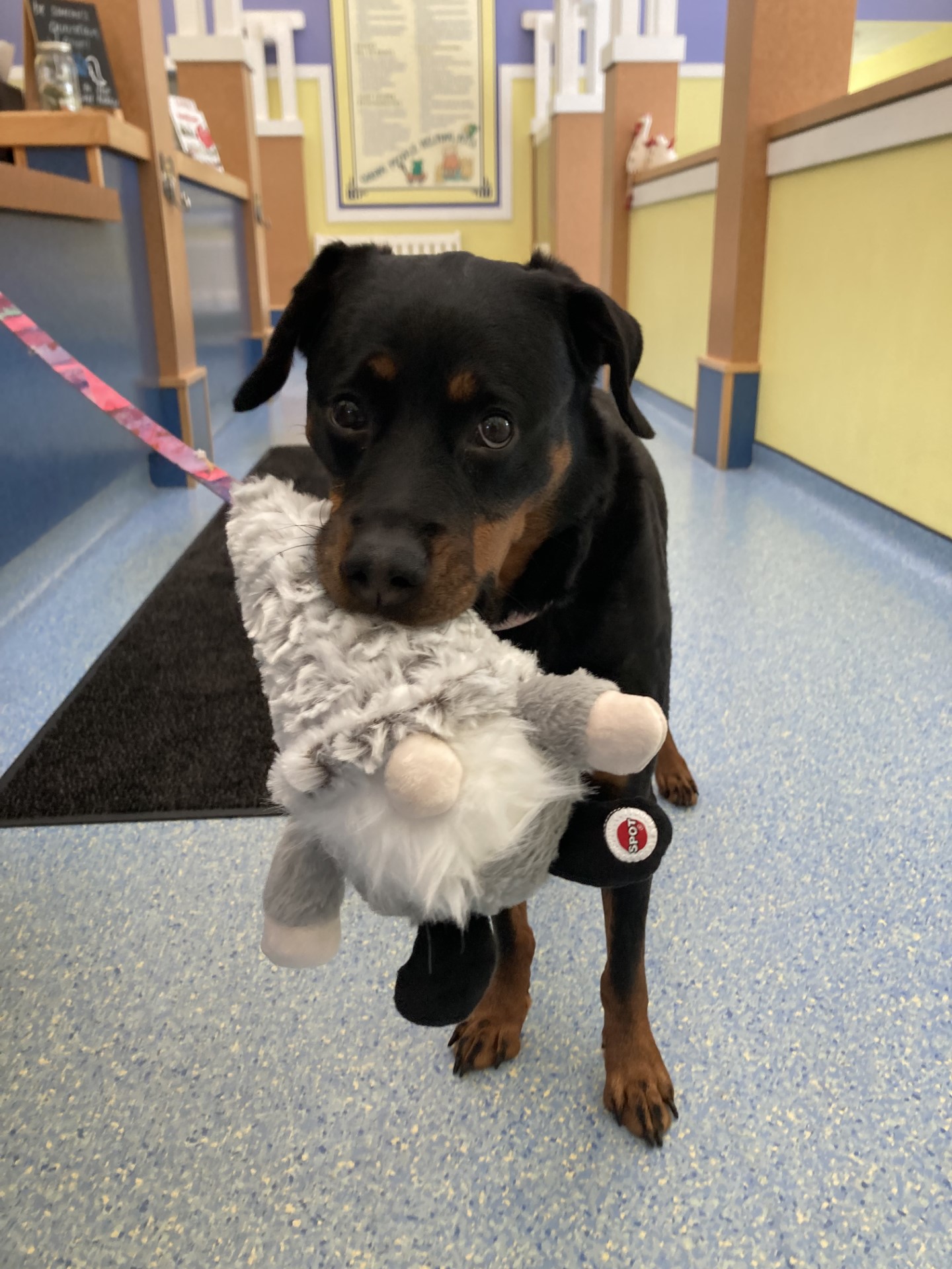 Health Care Plans | Best Friends Veterinary Center